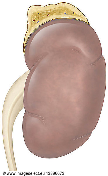 Adrenal Gland Cross Section Illustration Adrenal Gland Cross Section ... Adrenal Gland Cross Section Illustration Adrenal Gland Cross Section ...