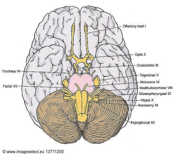 Anatomical Illustration Of Brain Anatomical Illustration Of Brain Showing Normal Inferior View
