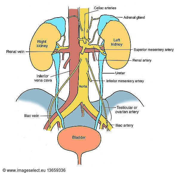 Anatomical Illustration Of Urinary System Anatomical Illustration Of Urinary System Showing