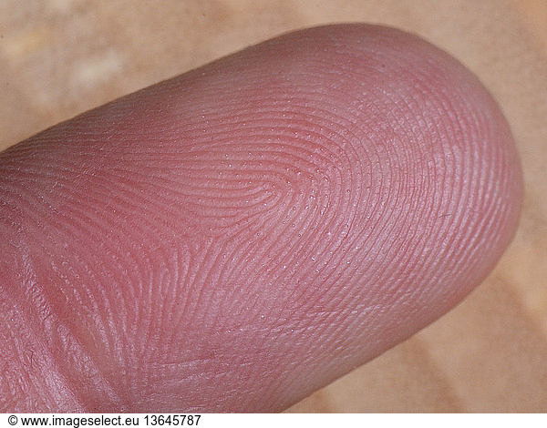 Close Up Of A Finger Showing The Pattern Of Skin Ridges That Make Up A Persons Fingerprint