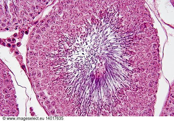 Cross Section Of Seminiferous Tubule In Testis Cross Section Of