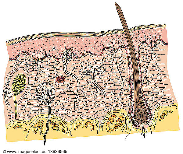 Cross-sectional diagram of the skin Cross-sectional diagram of the skin ... Cross-sectional diagram of the skin Cross-sectional diagram of the skin ...