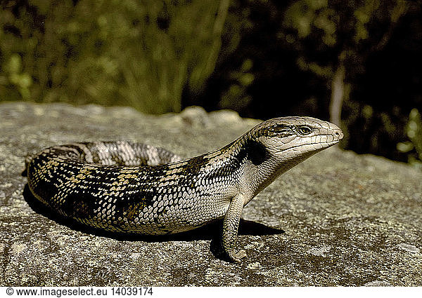 Eastern Blue Tongued Lizard Eastern Blue Tongued Lizardaustralia Fauna