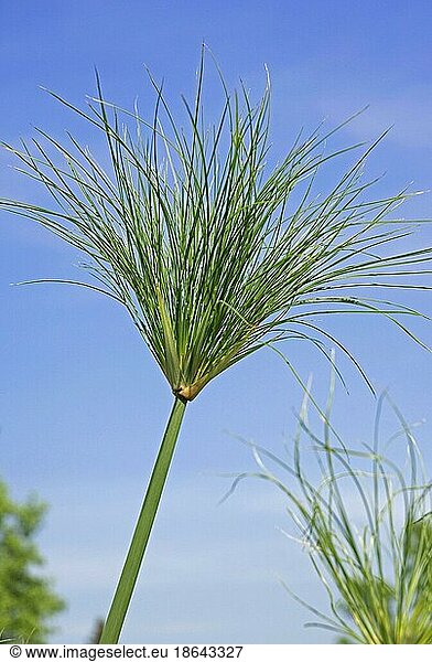 Egyptian Cyperus Papyrus Paper Plant Egyptian Cyperus Papyrus Paper Plantafricaaquatic