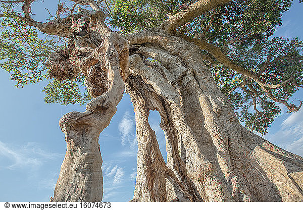 Giant Sycamore Fig Or Sycamore Ficus Sycomorus Multicentennial Giant Sycamore Fig Or Sycamore