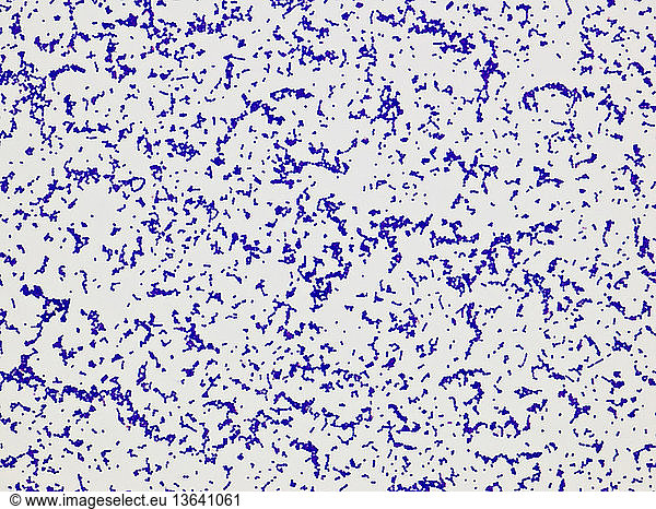 Gram Positive Bacteria Cocci Gram Positive Bacteria Are Those That Retain A Crystal Violet