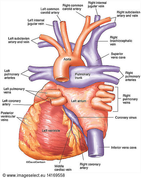 Heart Anatomy labeled Heart Anatomy labeled Illustration Heart Anatomy labeled Heart Anatomy labeled Illustration