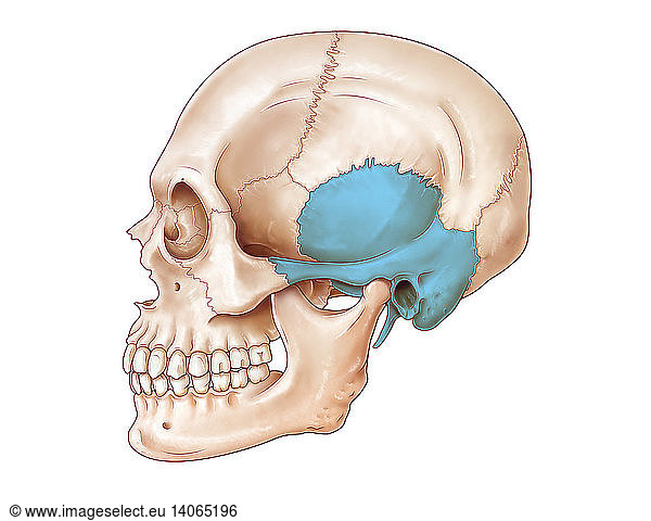 Human Skull Human Skull Temporal Boneanatomicarticular Tubercleexternal Acoustic Meatus