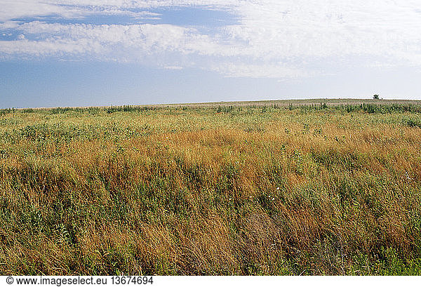 Nature Conservancys Tallgrass Prairie Preserve Four Grasses