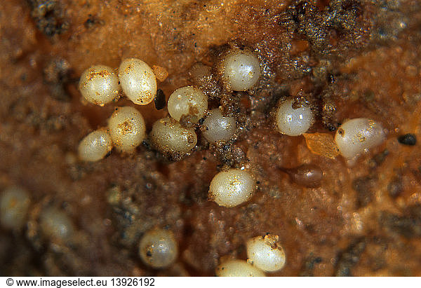 Pale Potato Cyst Nematode Cysts Pale Potato Cyst Nematode Cystscysteelworm Cysteelworm