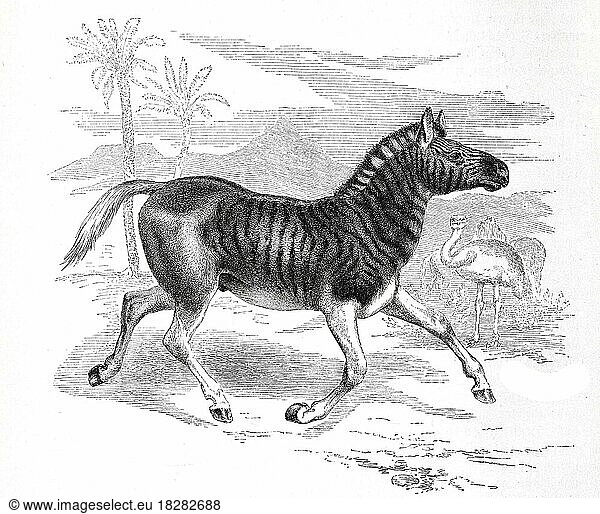 Quagga (Equus quagga quagga) Quagga (Equus quagga quagga), is an ... Quagga (Equus quagga quagga) Quagga (Equus quagga quagga), is an ...