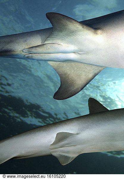 Sexual Dimorphism On Sharks Ventral View Of Male And Female Sharks Male Sexual Dimorphism On