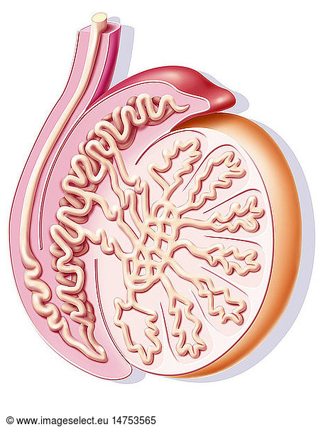 Testicle Testicle Drawing Tunica Albuginea Genital Male Genital Organs